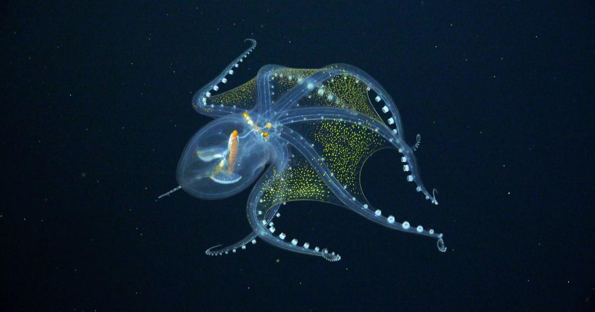 Extrem seltener Glas-Oktopus von Roboter gefilmt